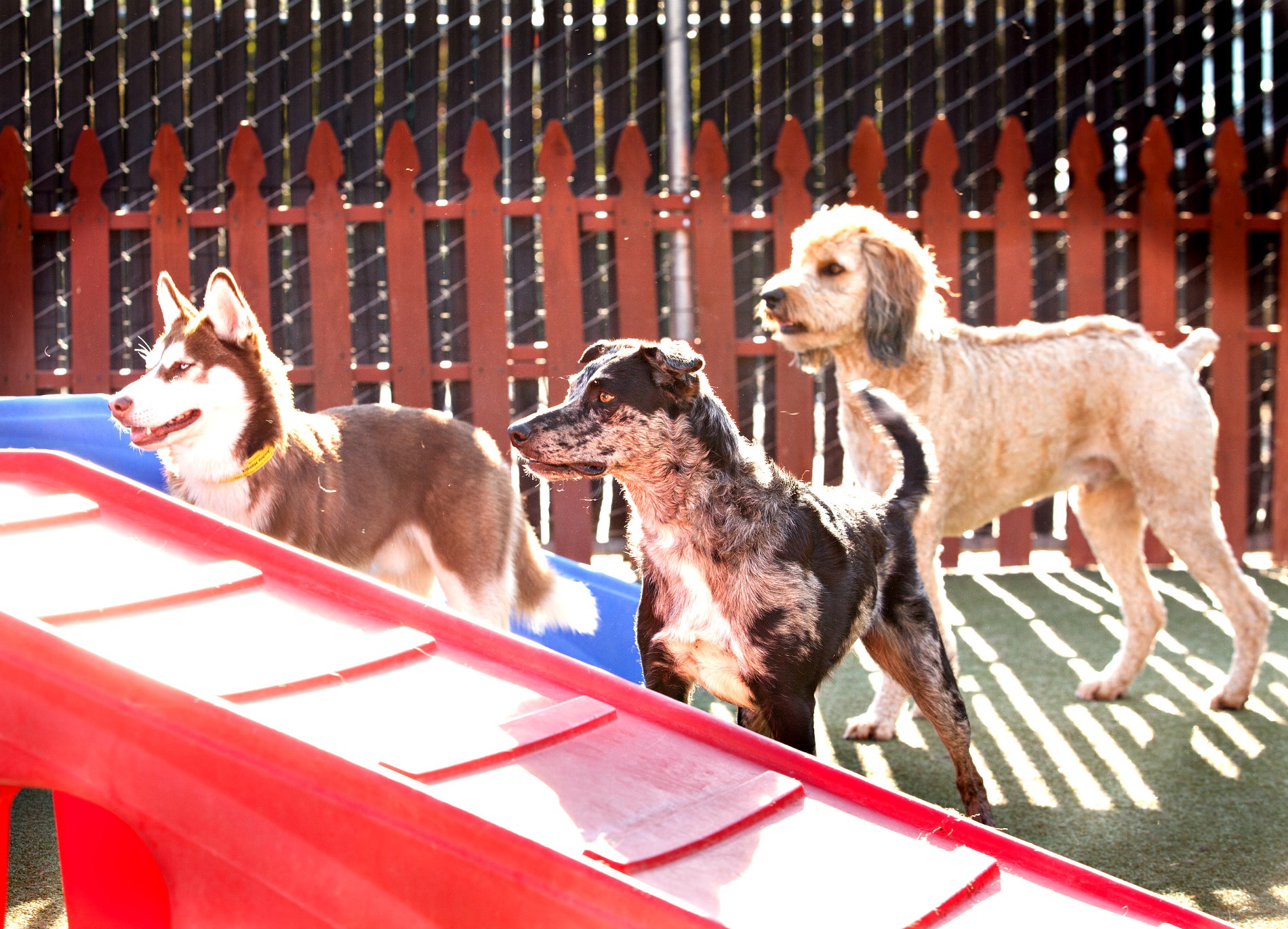 Truckee-Tahoe Pet Lodge caters to your pet