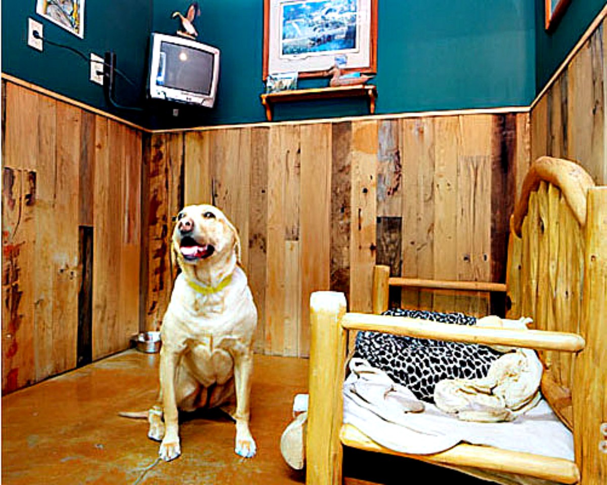 Truckee-Tahoe Pet Lodge provides superior care for visiting dogs, cats